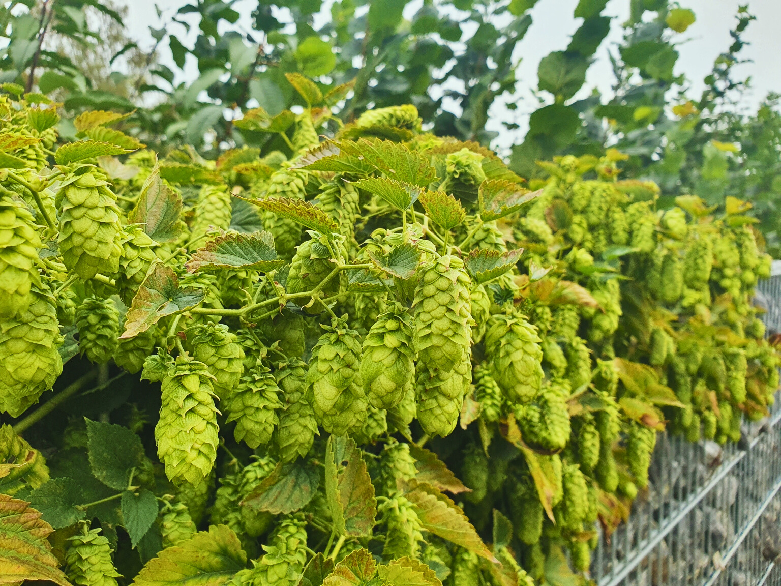 Leidenschaft fürs Bierbrauen: Malzknecht - kommunikation.pur